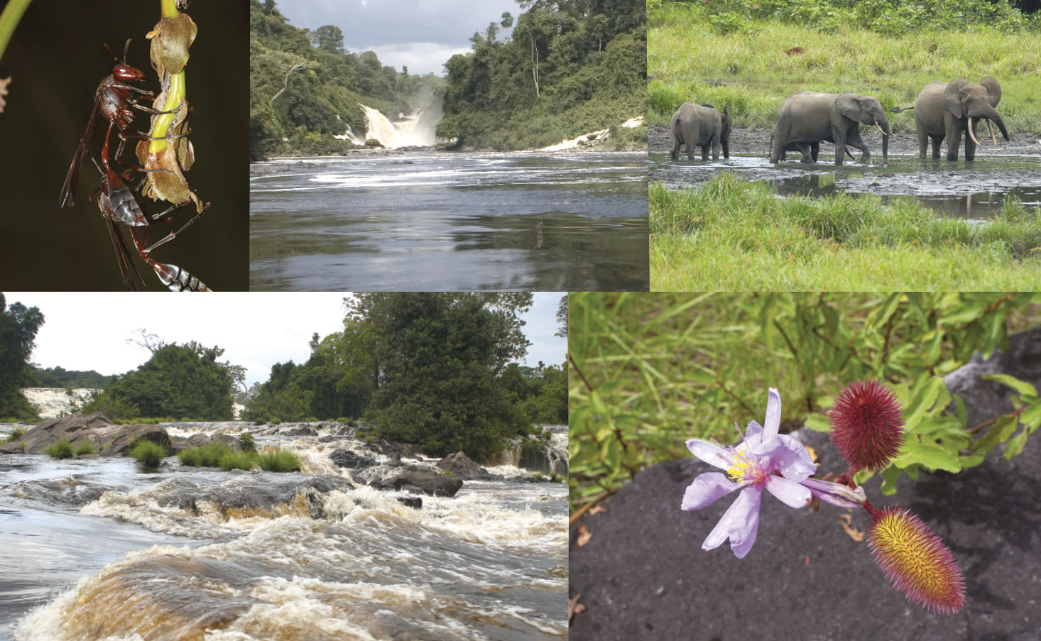 Les parcs nationaux du Gabon | Le Pratique du Gabon